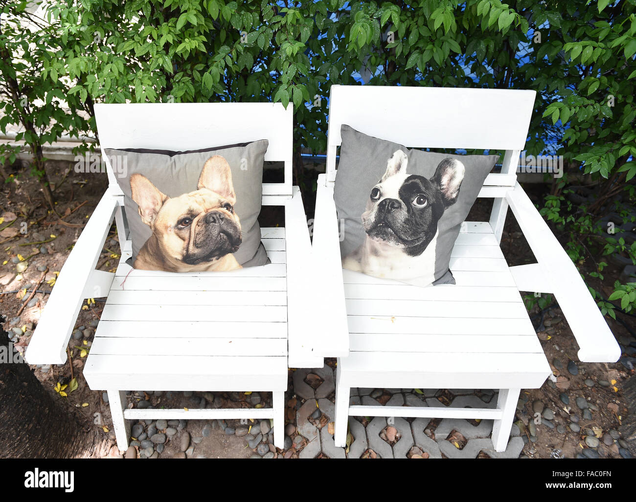 Couple white chair and pillow dog image Stock Photo - Alamy
