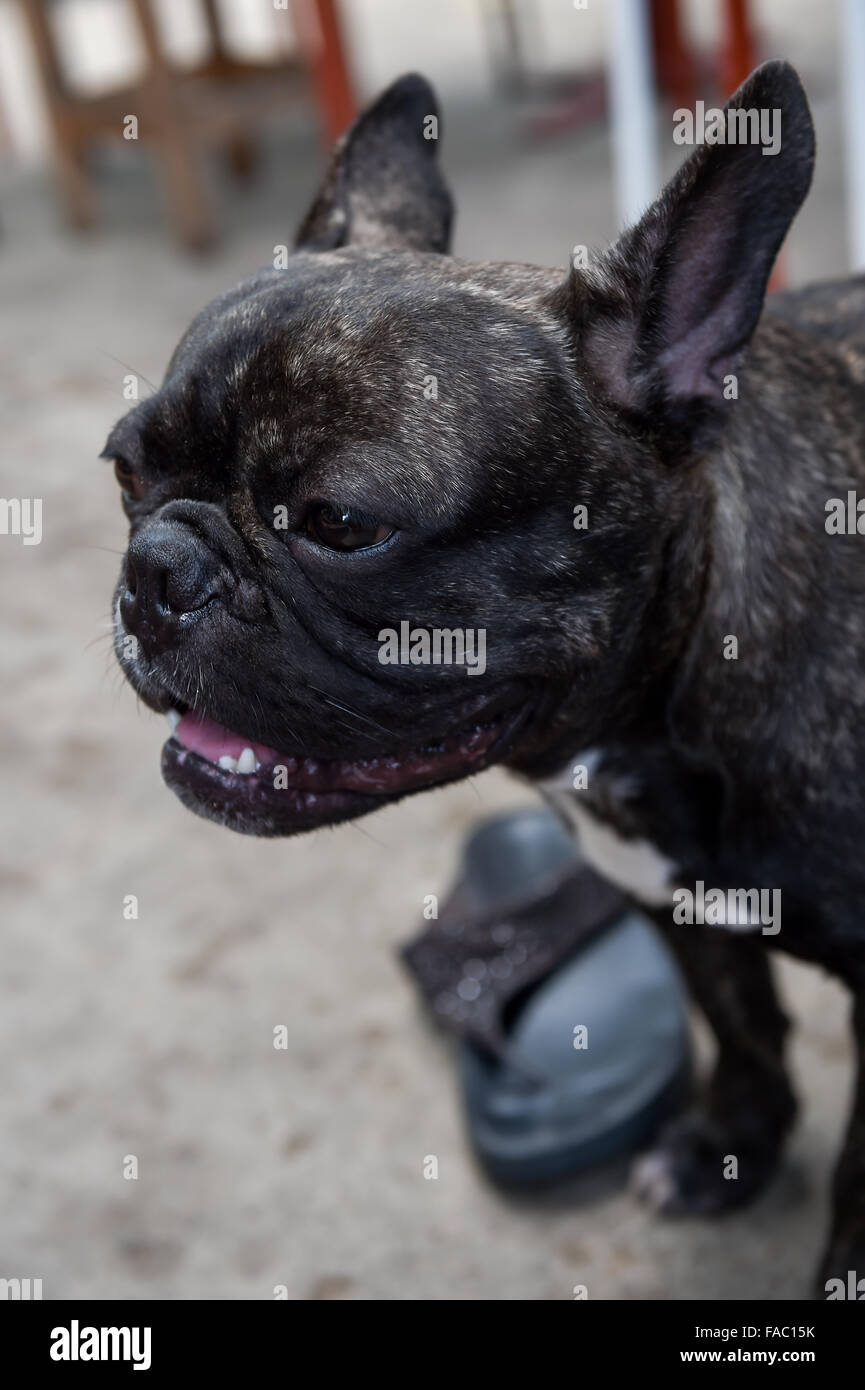 Dog with shoe hi-res stock photography and images - Alamy