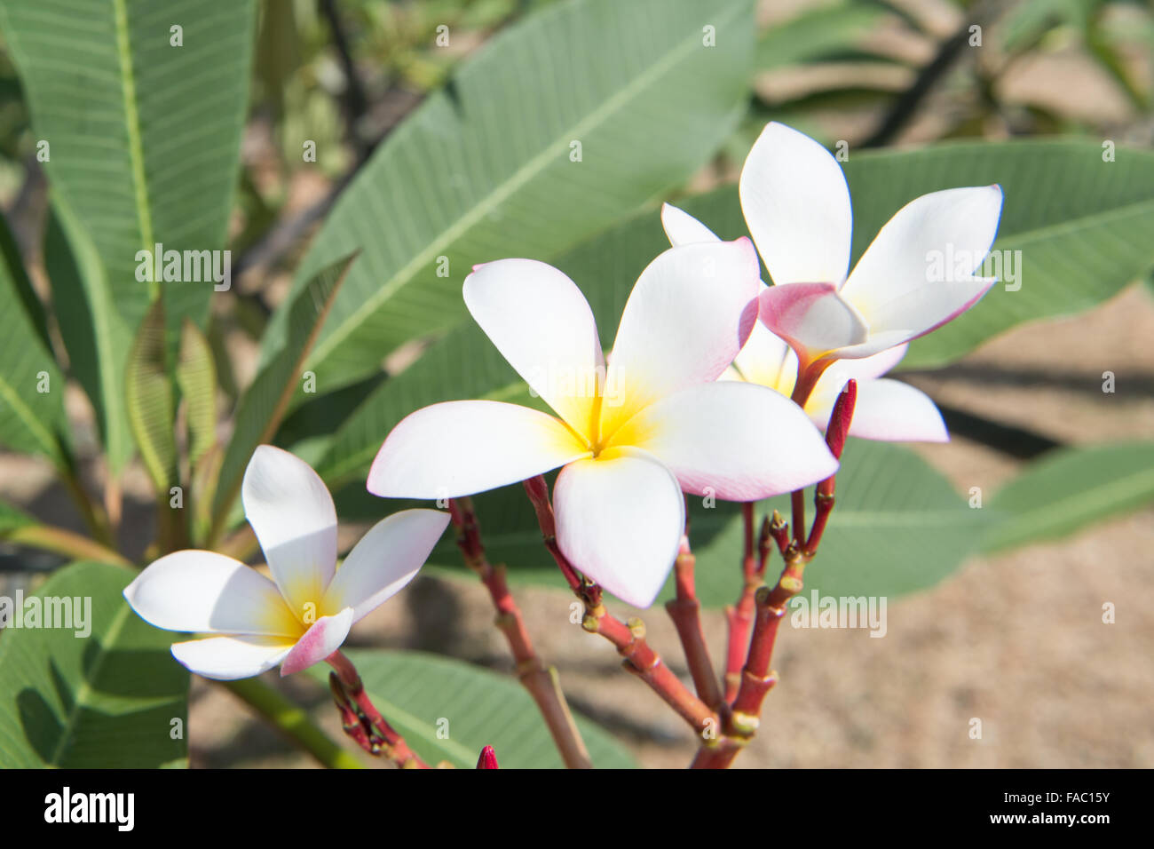 Blossom frangipani tree hi-res stock photography and images - Alamy