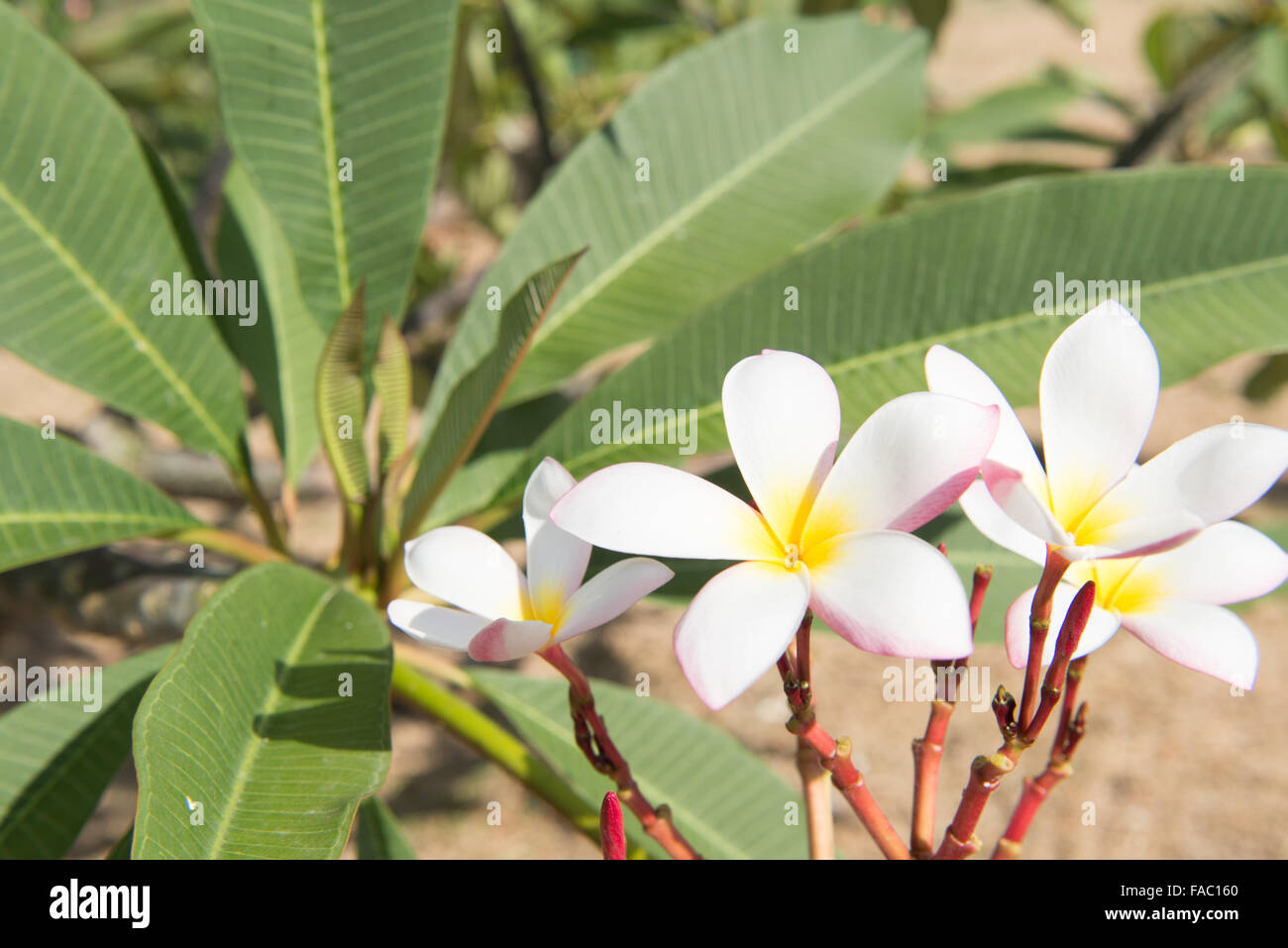 Blossom frangipani tree hi-res stock photography and images - Alamy