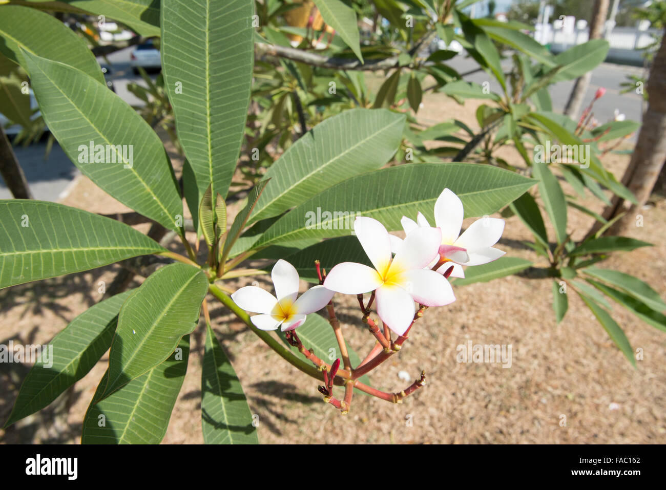 Blossom frangipani tree hi-res stock photography and images - Alamy