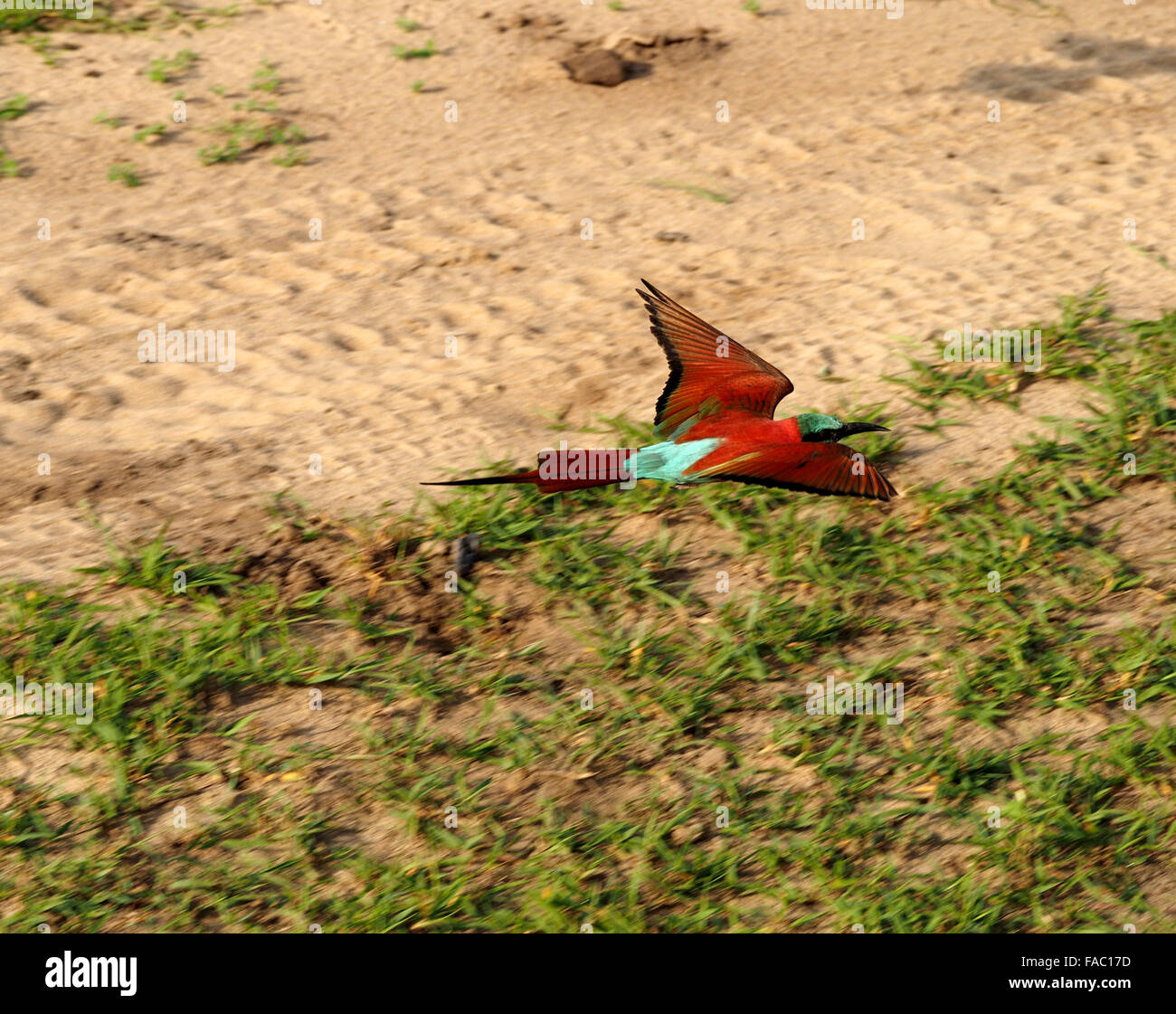 Northern carmine bee-eater (Merops nubicus) with wings stretched in ...