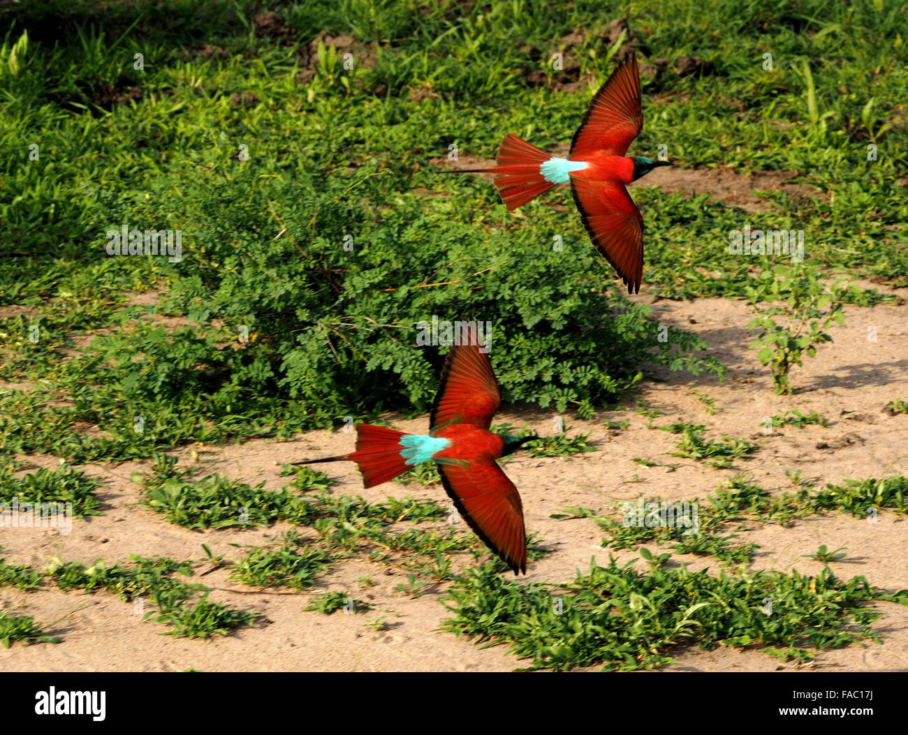 two magnificent Northern carmine bee-eaters (Merops nubicus) in full ...