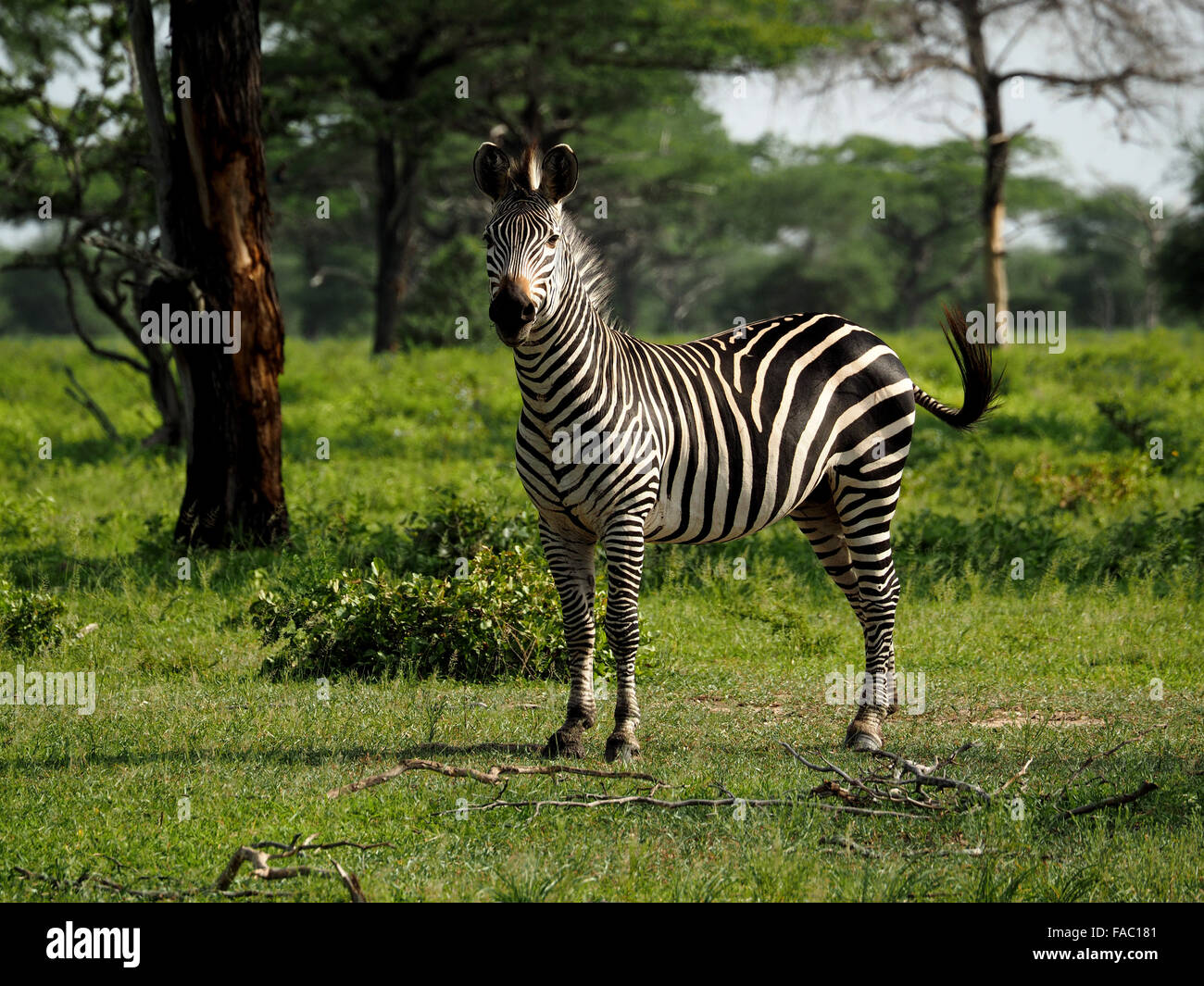 Selous zebra hi-res stock photography and images - Alamy