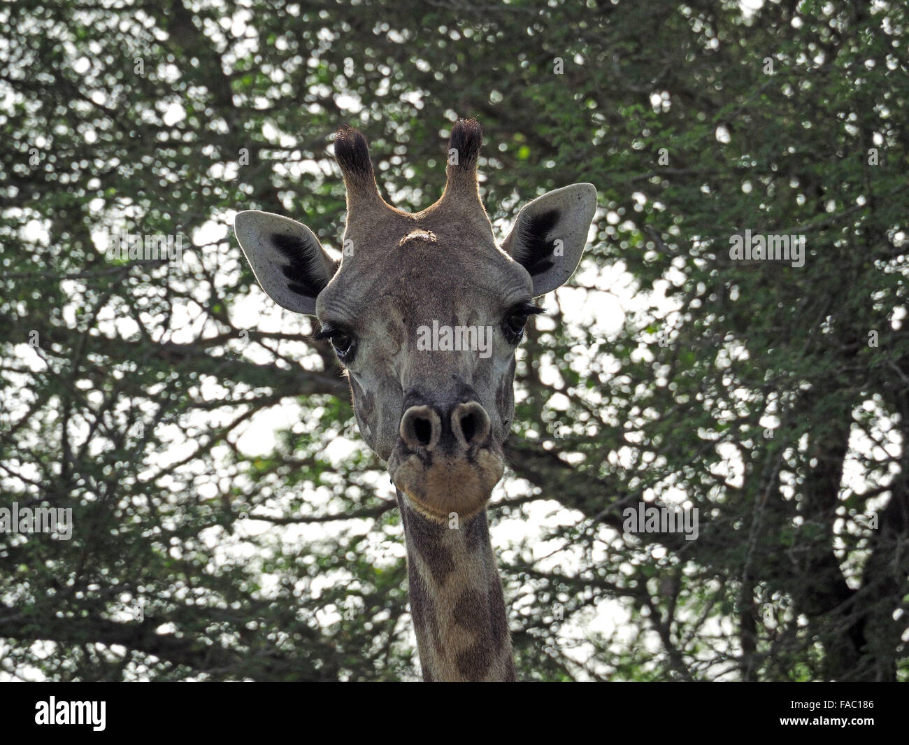 portrait of Masai giraffe (Giraffa camelopardalis tippelskirchi ...
