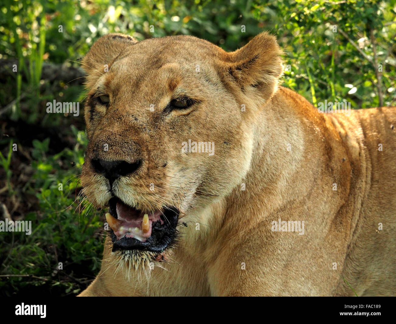 old scarred lioness (panthera leo) panting as she guards prey in deep ...