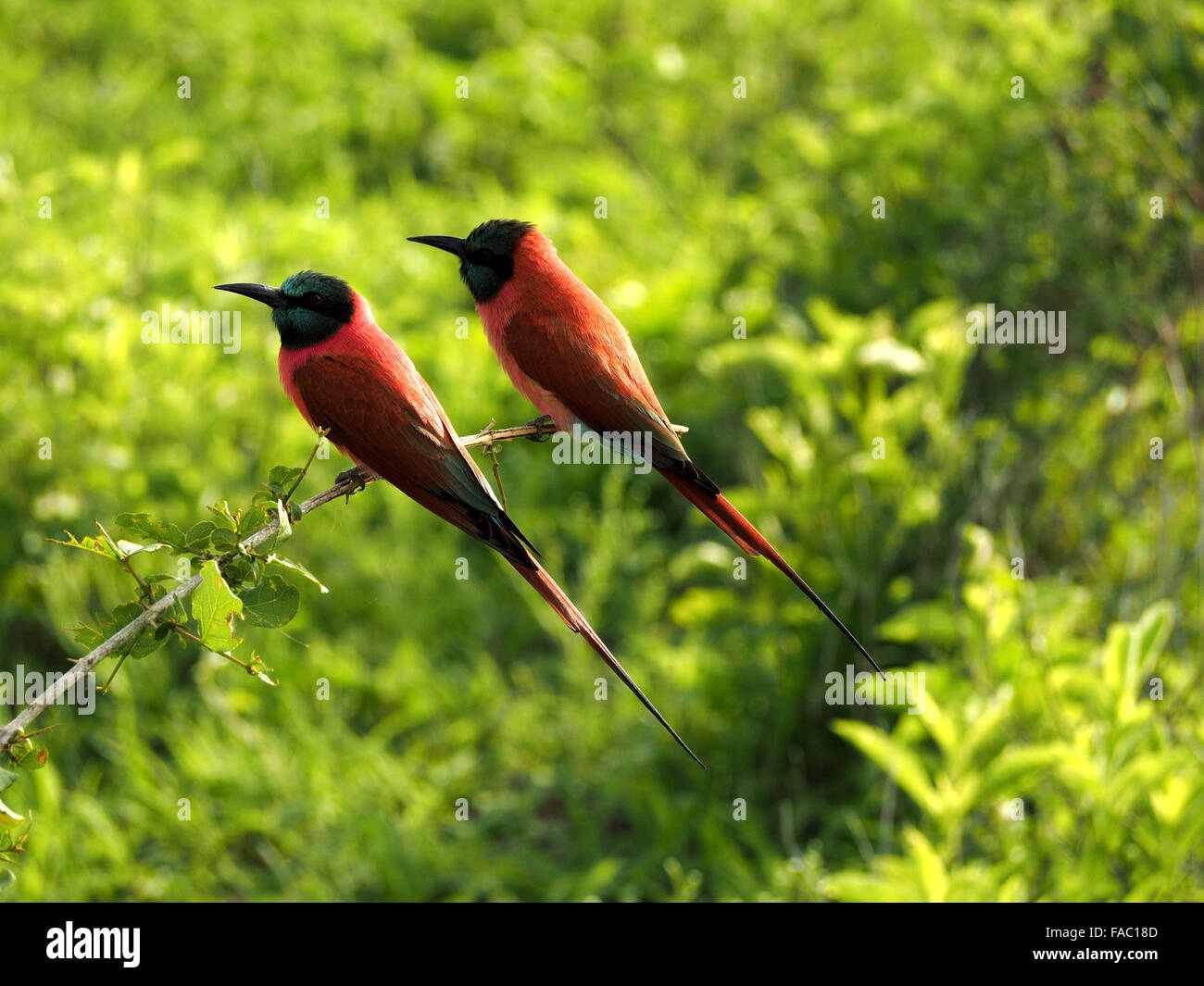 two Northern carmine bee-eaters (Merops nubicus) on twiggy branch in ...