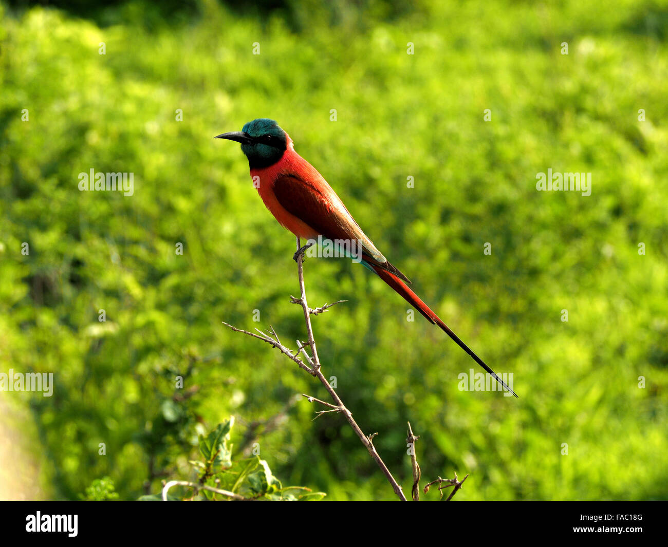 Northern carmine bee-eater (Merops nubicus) sitting on twiggy branch in ...