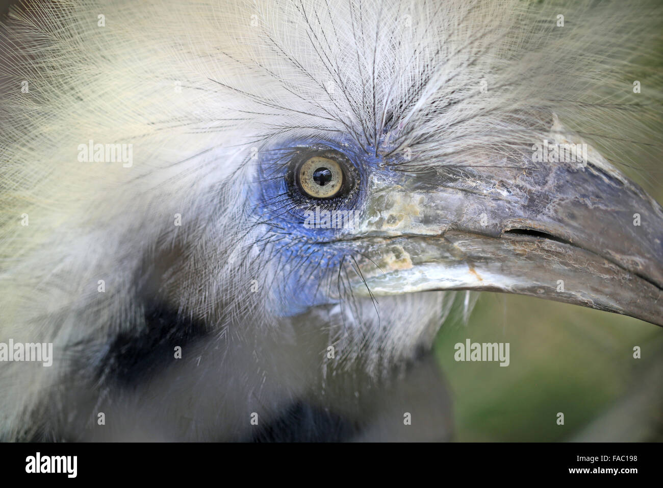 Portrait of beautiful birds photographed close up Stock Photo - Alamy