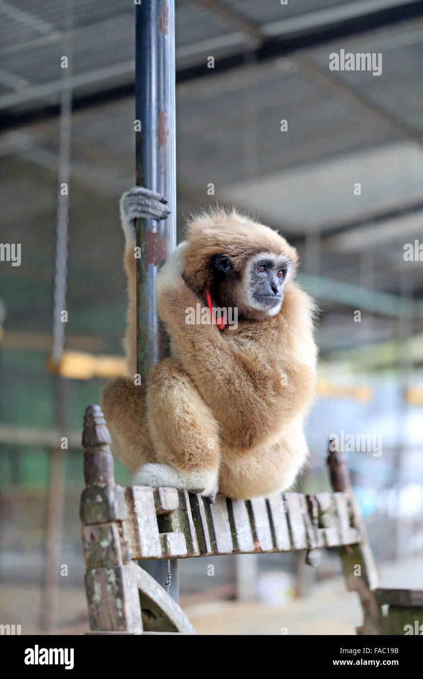 Beautiful red haired monkey photographed close up Stock Photo - Alamy
