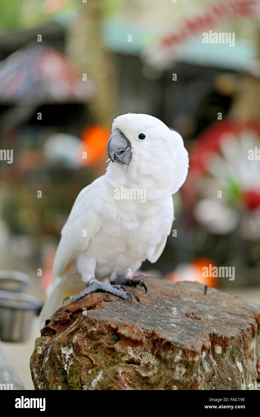 Beautiful white parrot cockatoo photographed close up Stock Photo - Alamy