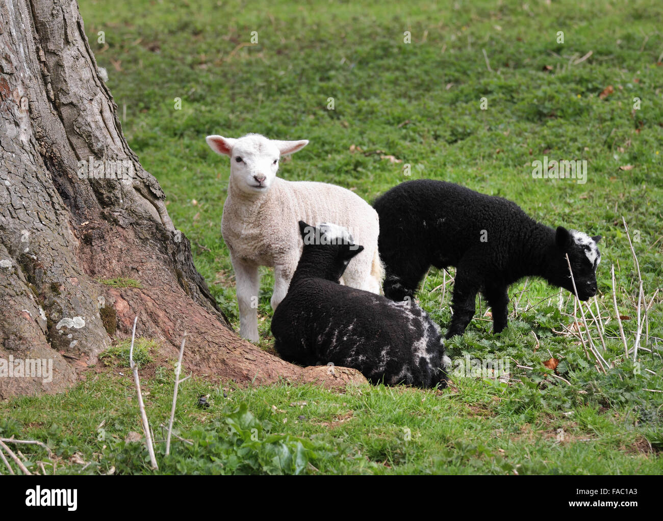 Three black and white Spring Lambs sheltering by a tree Stock Photo - Alamy