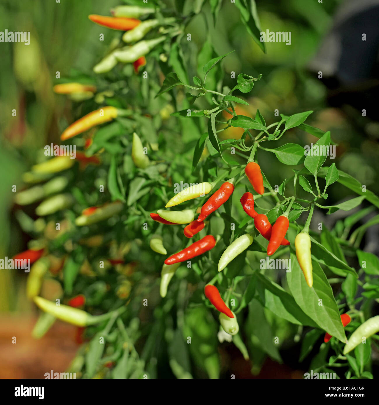 red hot chili peppers on the tree in organic farm Stock Photo - Alamy