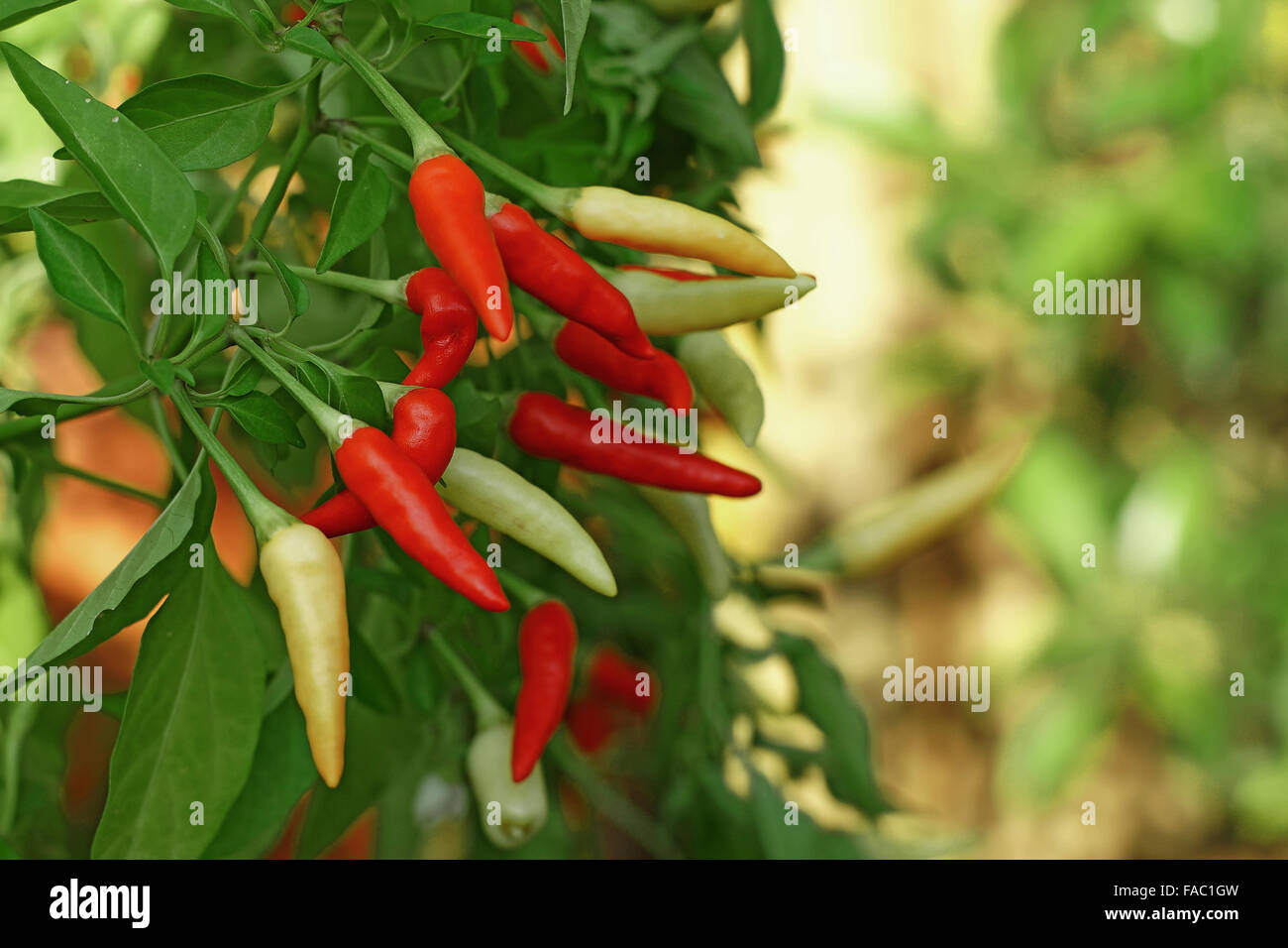 Red chilli tree hi-res stock photography and images - Alamy