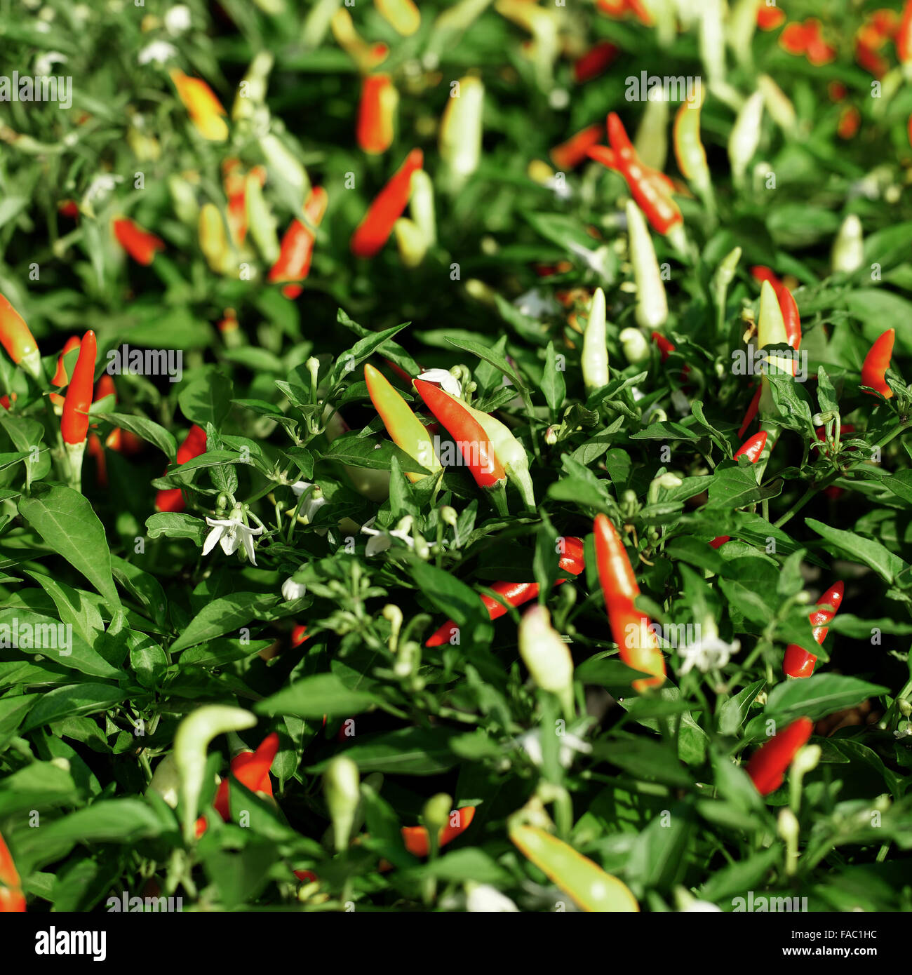 red hot chili peppers on the tree in organic farm Stock Photo - Alamy