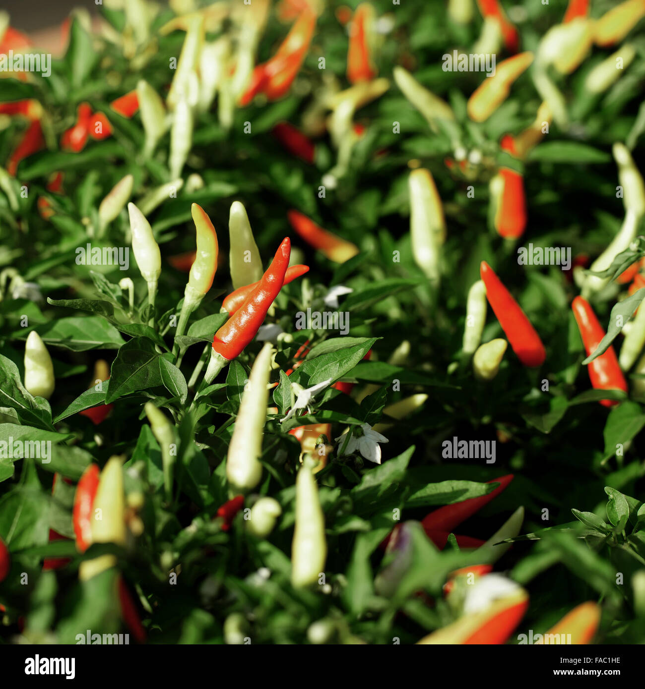 red hot chili peppers on the tree in organic farm Stock Photo - Alamy