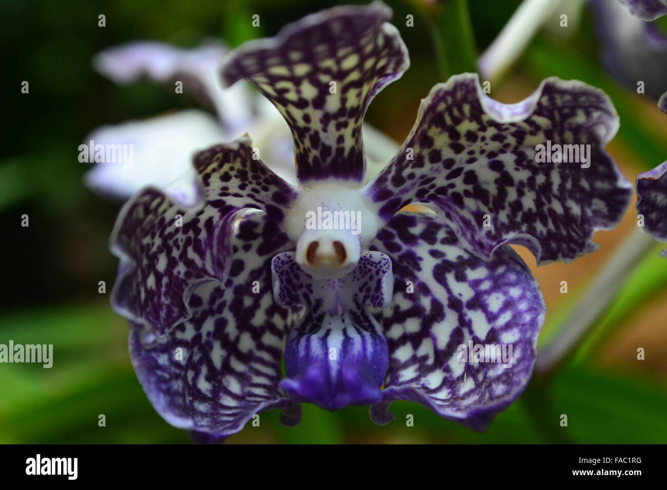 Large orchids hi-res stock photography and images - Alamy