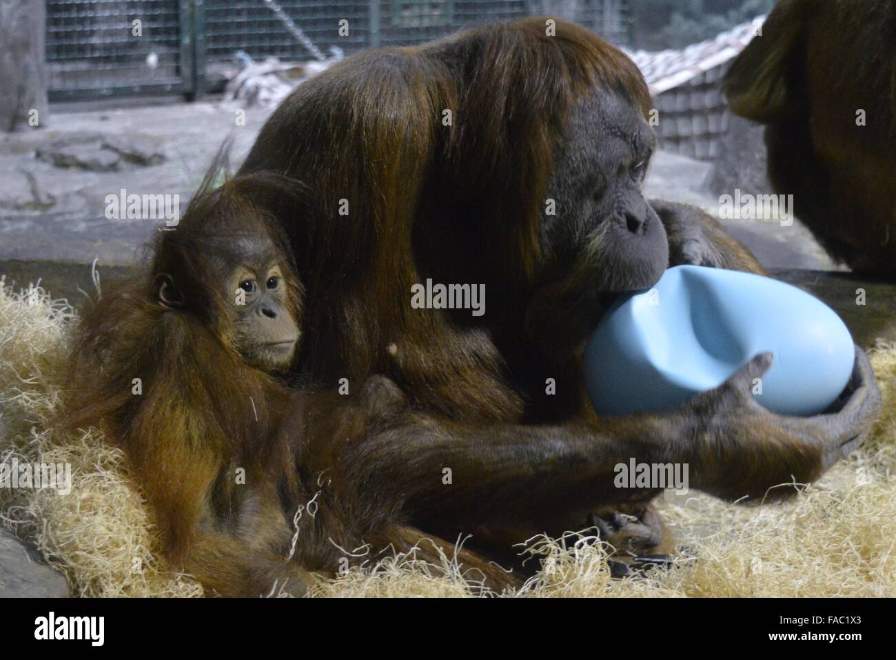 Mom and baby orangutan Stock Photo - Alamy