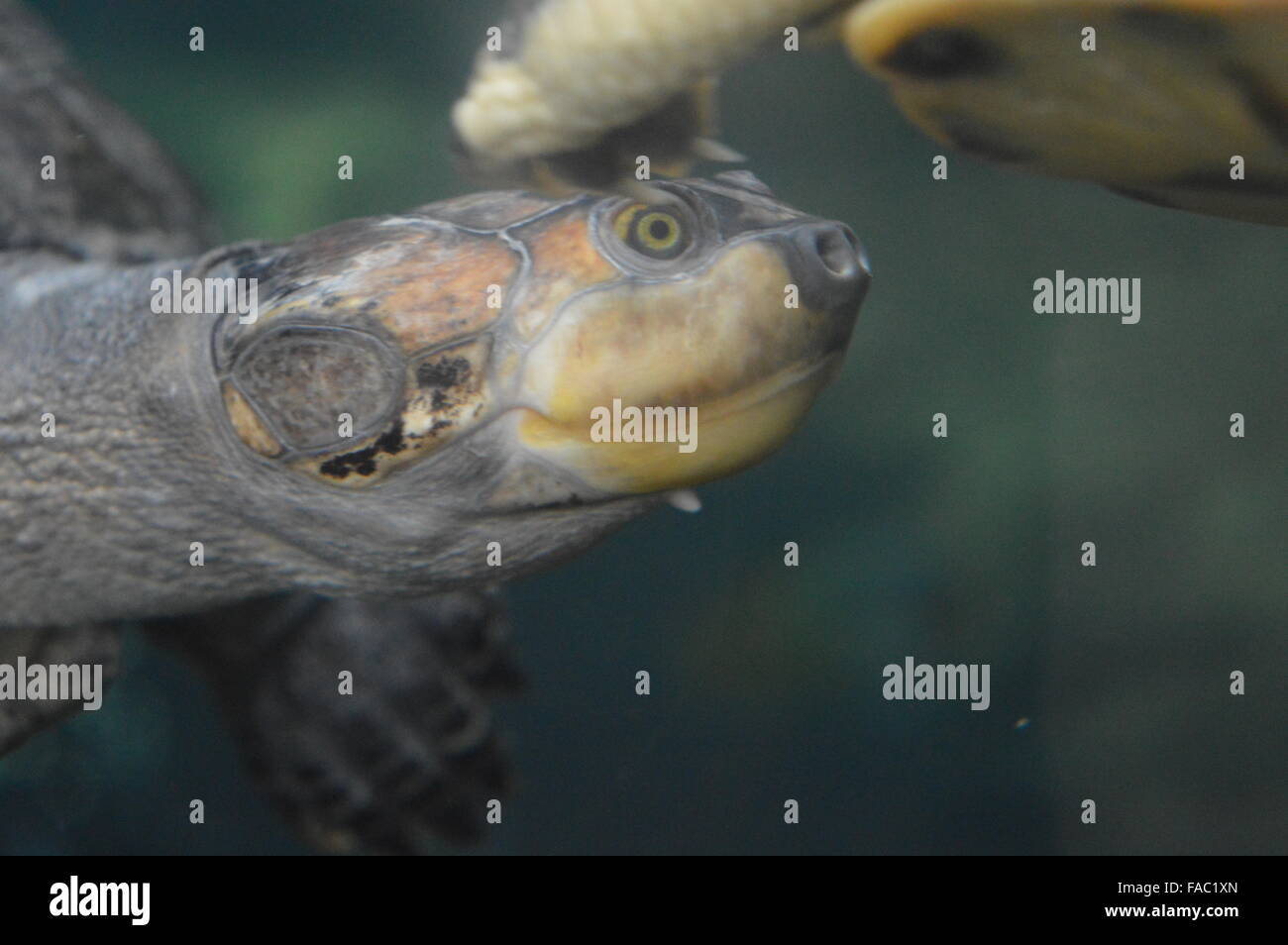 Turtle swimming underwater Stock Photo - Alamy