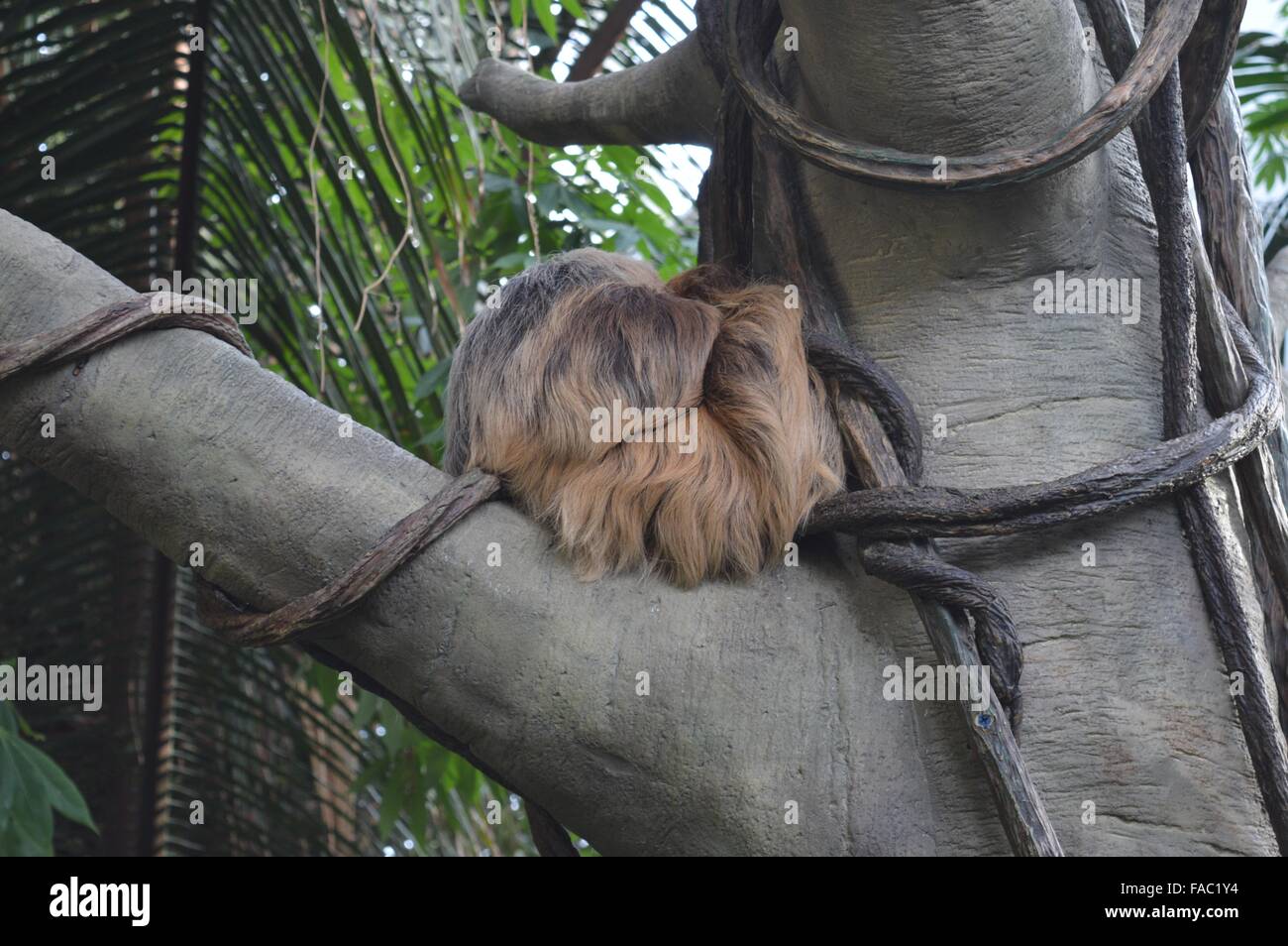 Sloth in the tree Stock Photo - Alamy