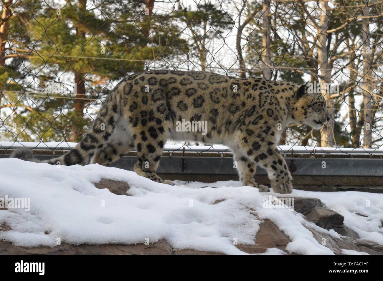 Black jaguar standing hi-res stock photography and images - Alamy