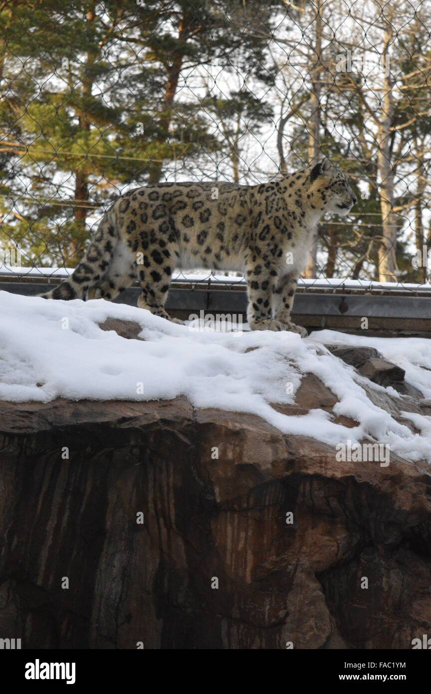 Jaguar standing hi-res stock photography and images - Alamy
