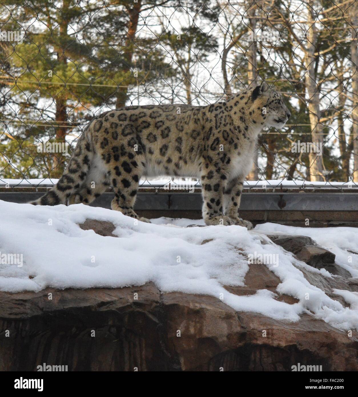Black jaguar standing hi-res stock photography and images - Alamy