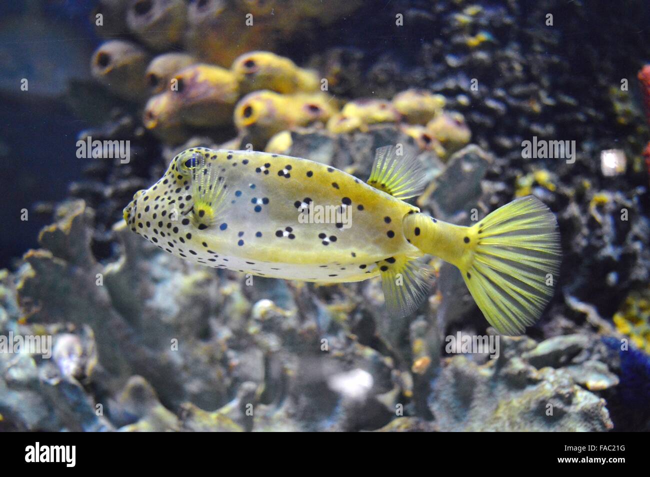 Swimming box hi-res stock photography and images - Alamy