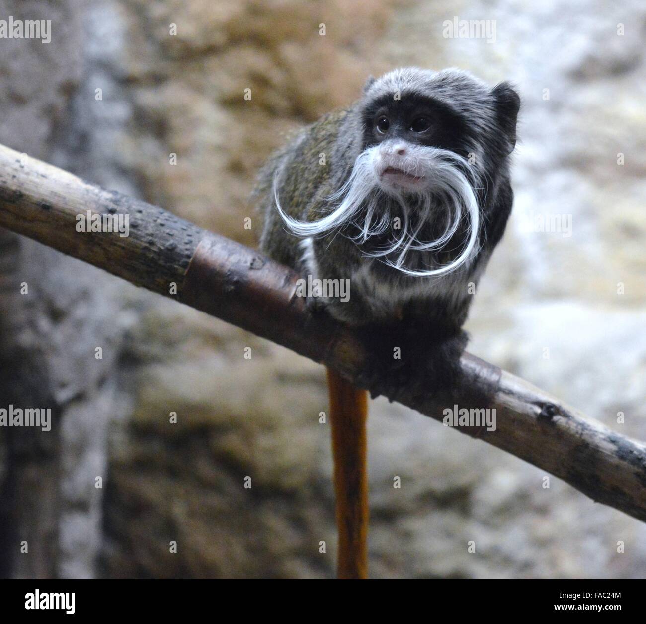 Tamarin monkey tail hi-res stock photography and images - Alamy