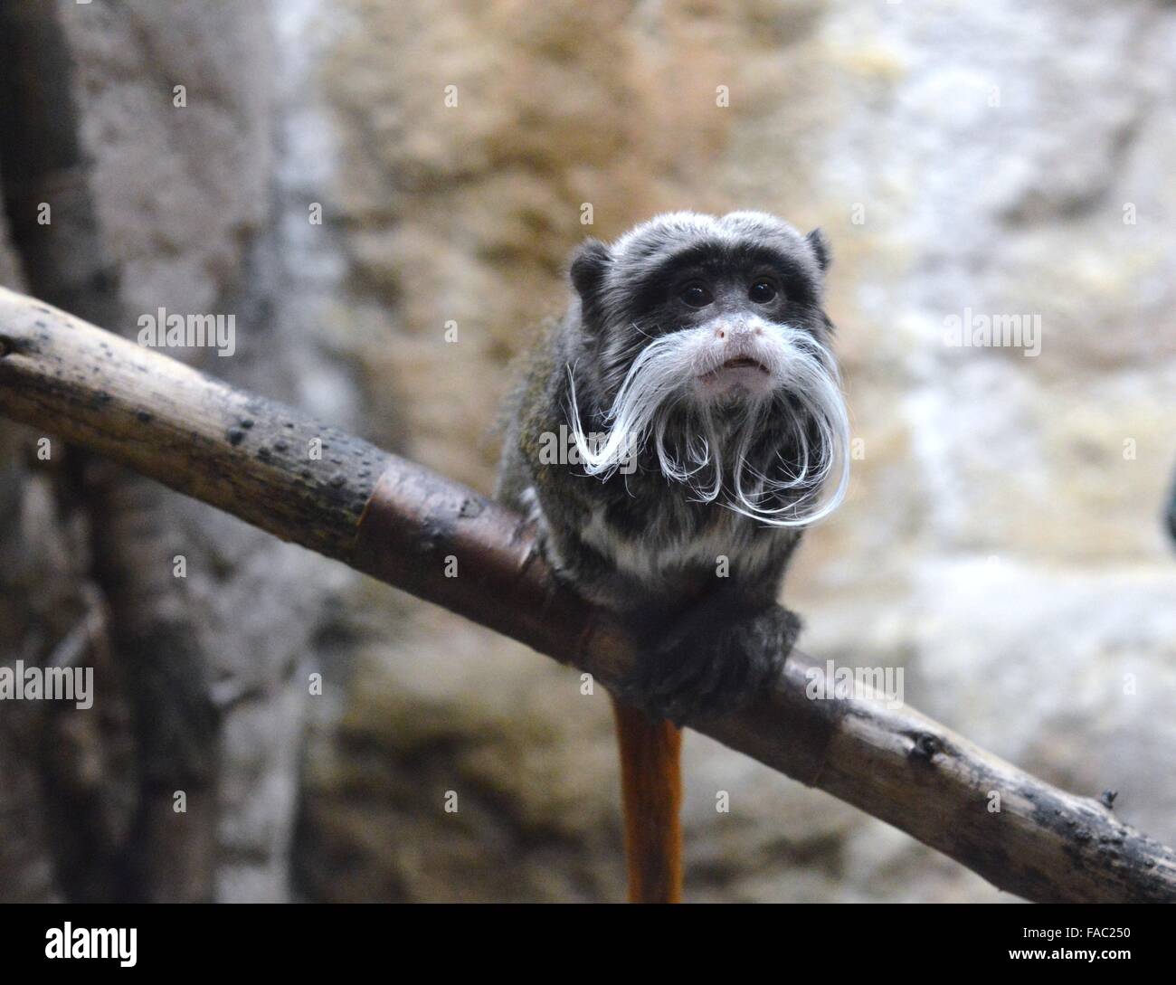 Emperor tamarin wild hi-res stock photography and images - Alamy