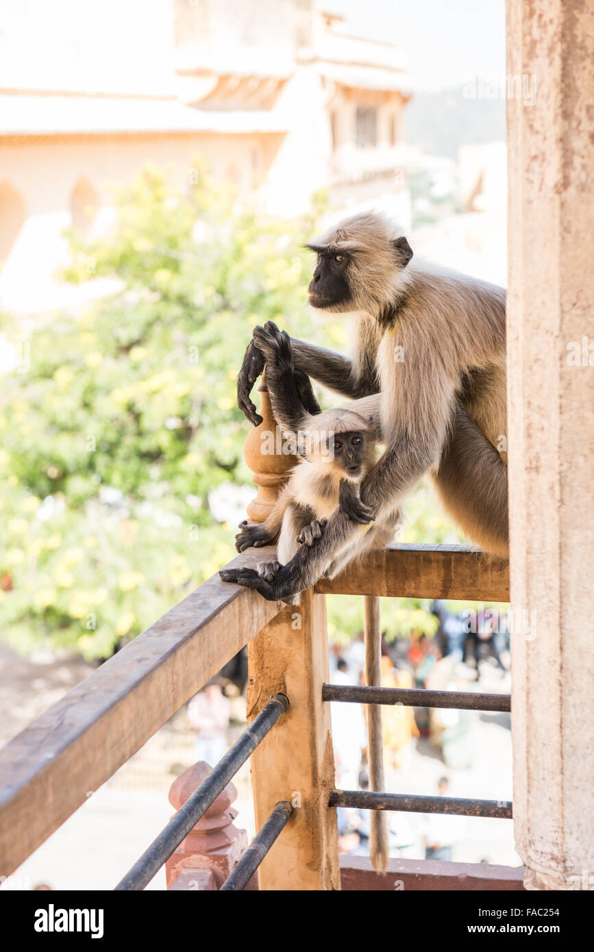 Monkey Staring With Curiosity Stock Photo - Alamy