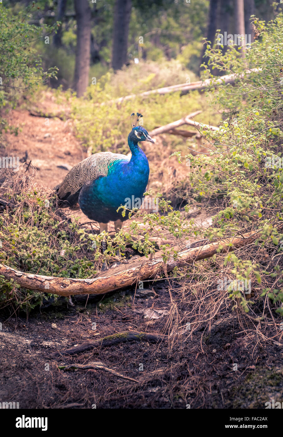 Beautiful peacock hi-res stock photography and images - Alamy