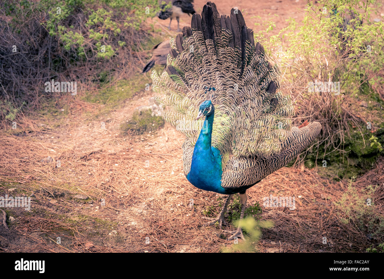 Beautiful peacock hi-res stock photography and images - Alamy