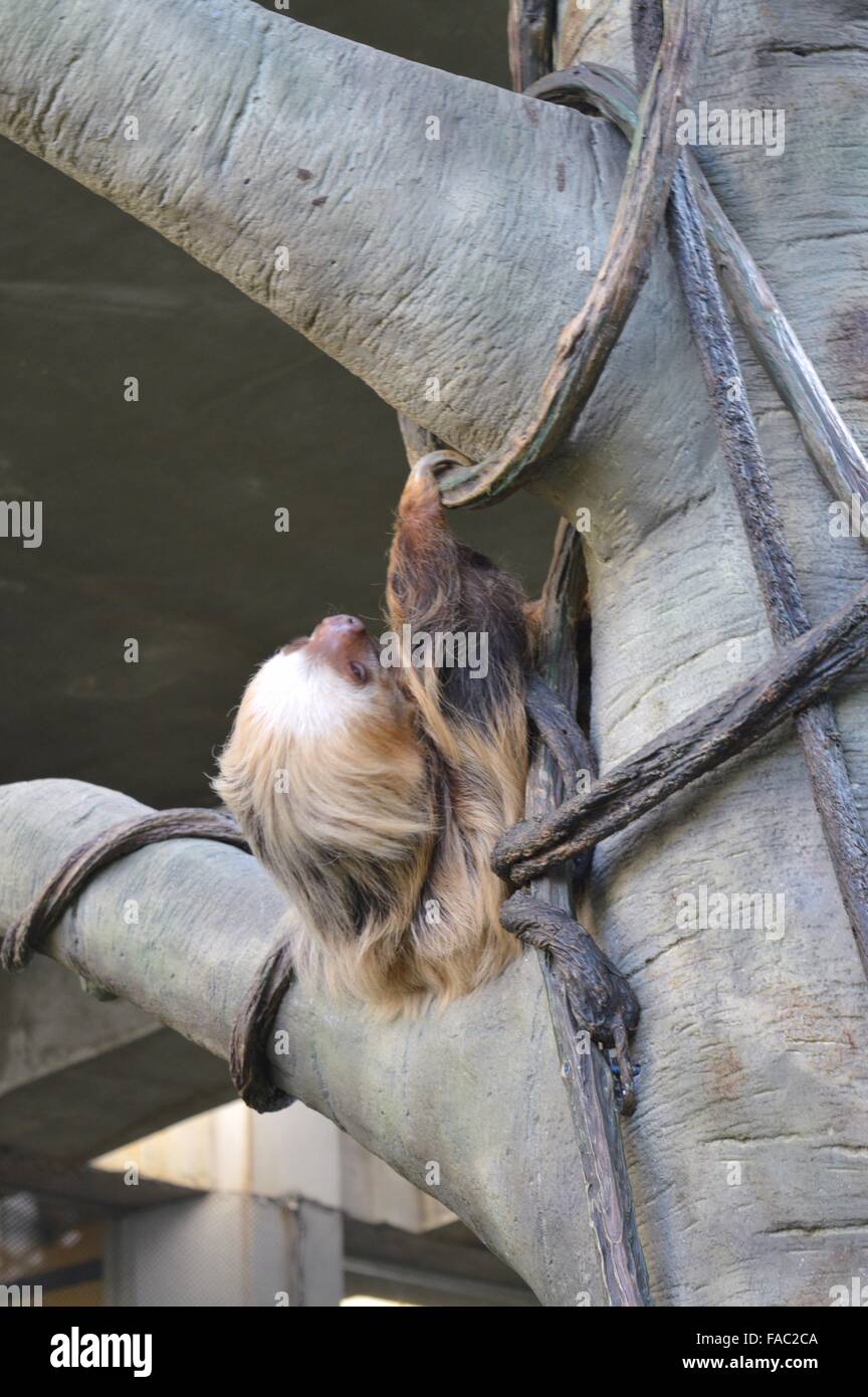 Sloth on tree hi-res stock photography and images - Alamy