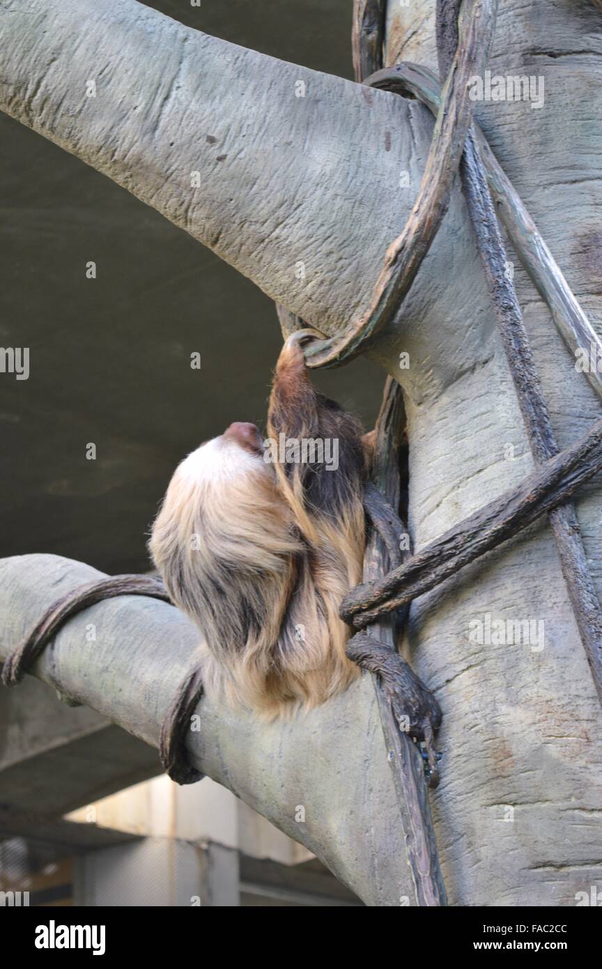 Sloth on the tree Stock Photo - Alamy
