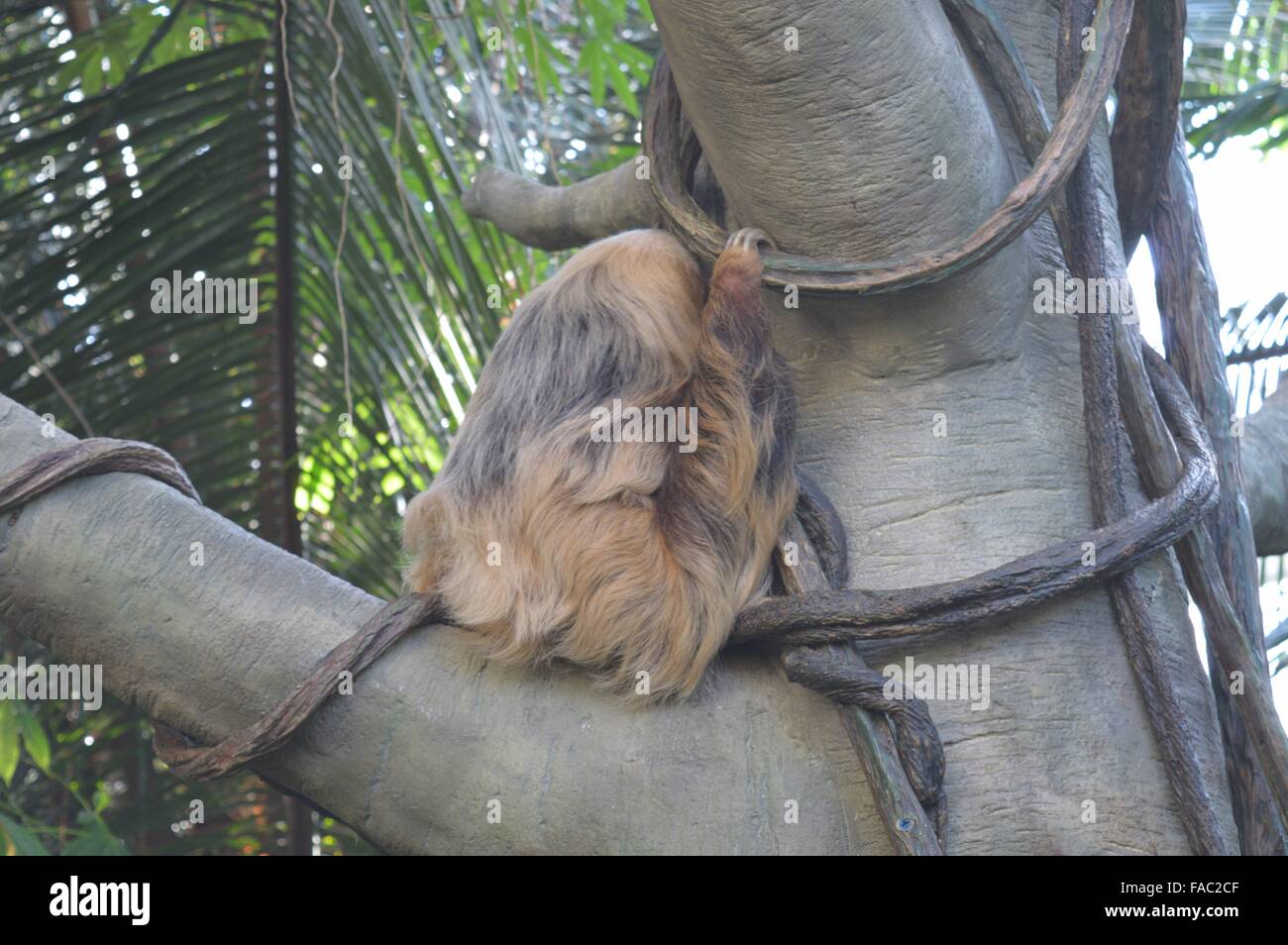 Sloth on the tree Stock Photo - Alamy