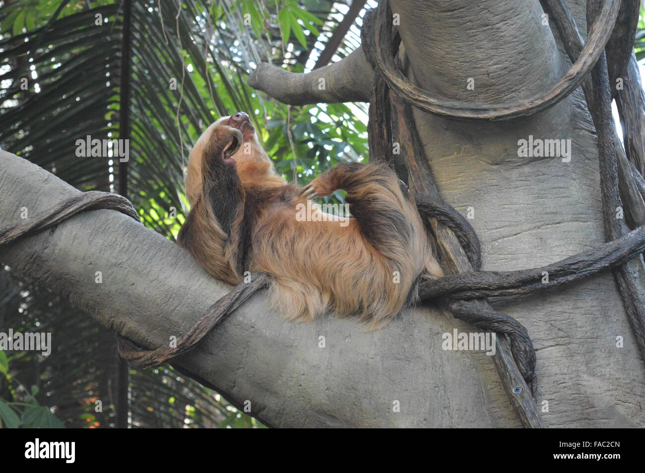 Sloth on the tree Stock Photo - Alamy