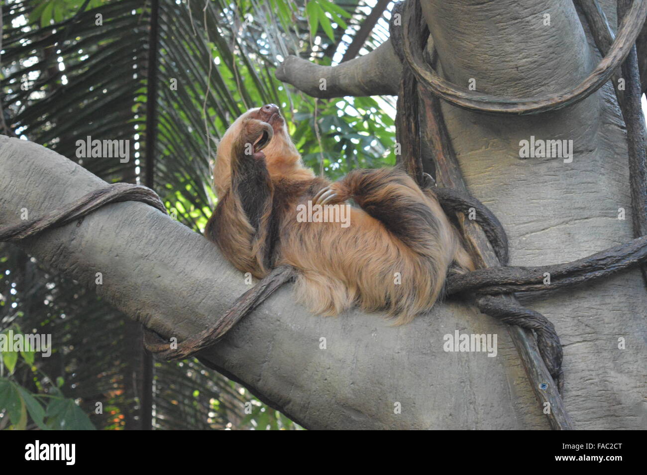 Sloth on the tree Stock Photo - Alamy