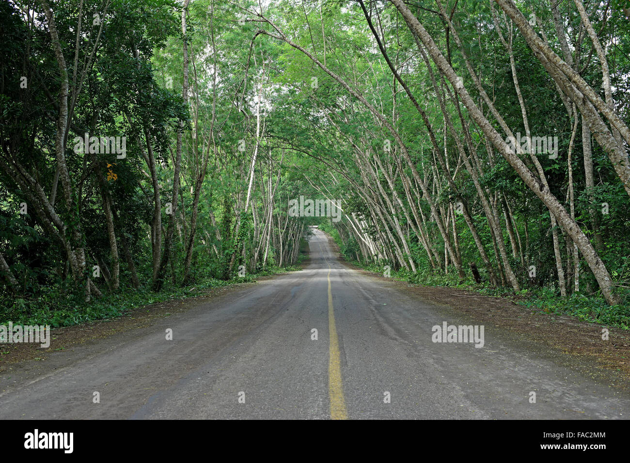 peaceful road through a forest Stock Photo - Alamy
