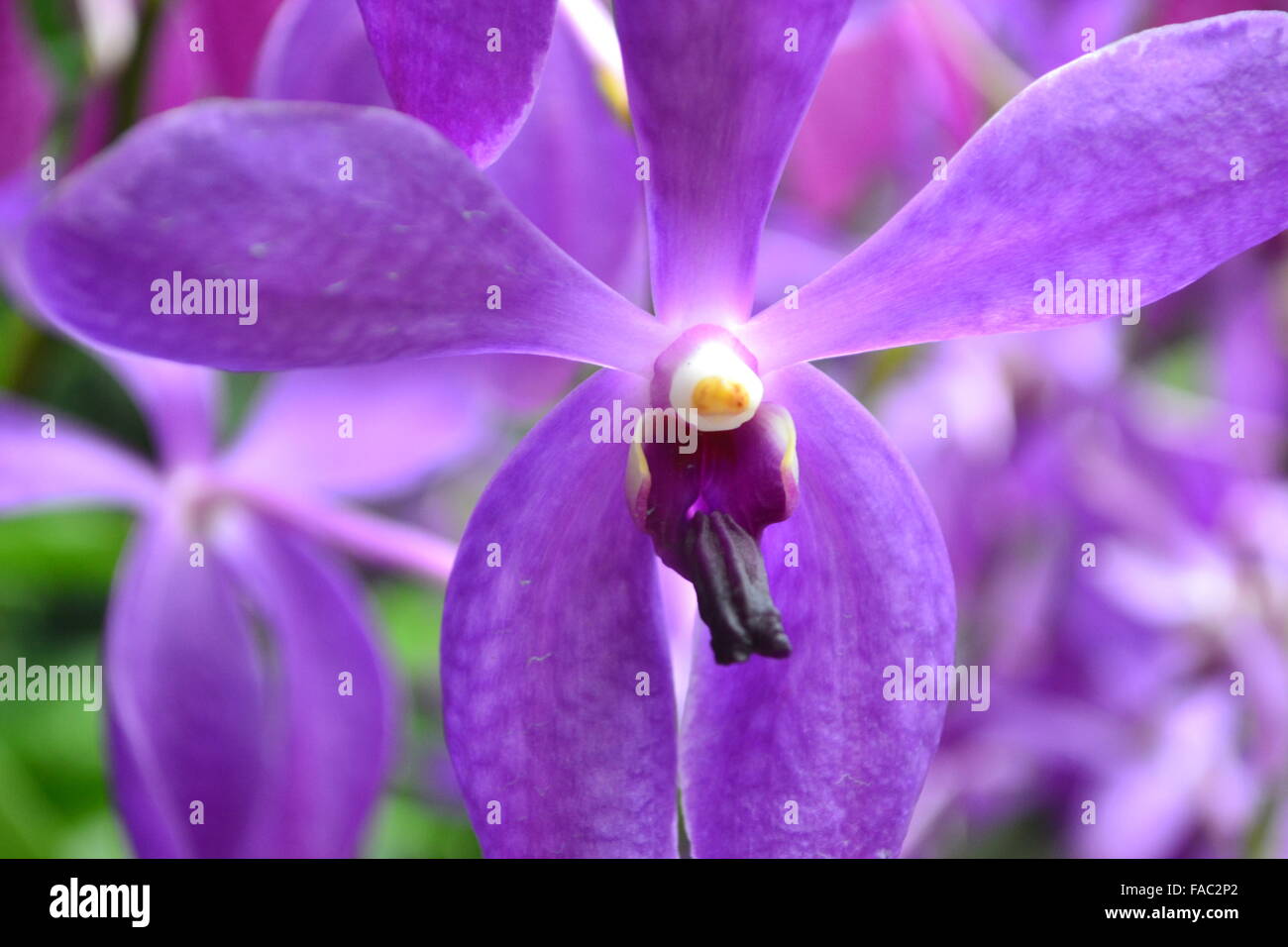Violet purple orchid flower plant in botanical garden park Singapore ...