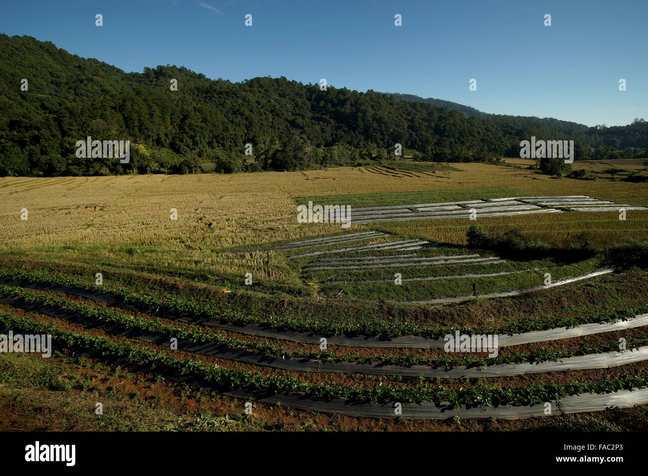 cultivated plants on mountain for organic vegetable agriculture Stock ...