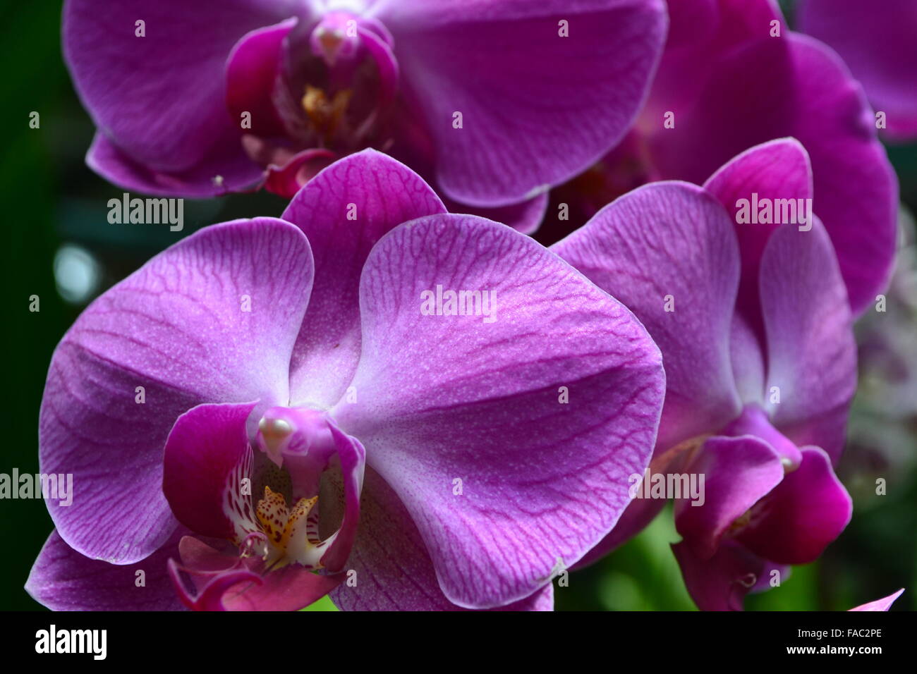 Purple violet orchids in garden Stock Photo - Alamy