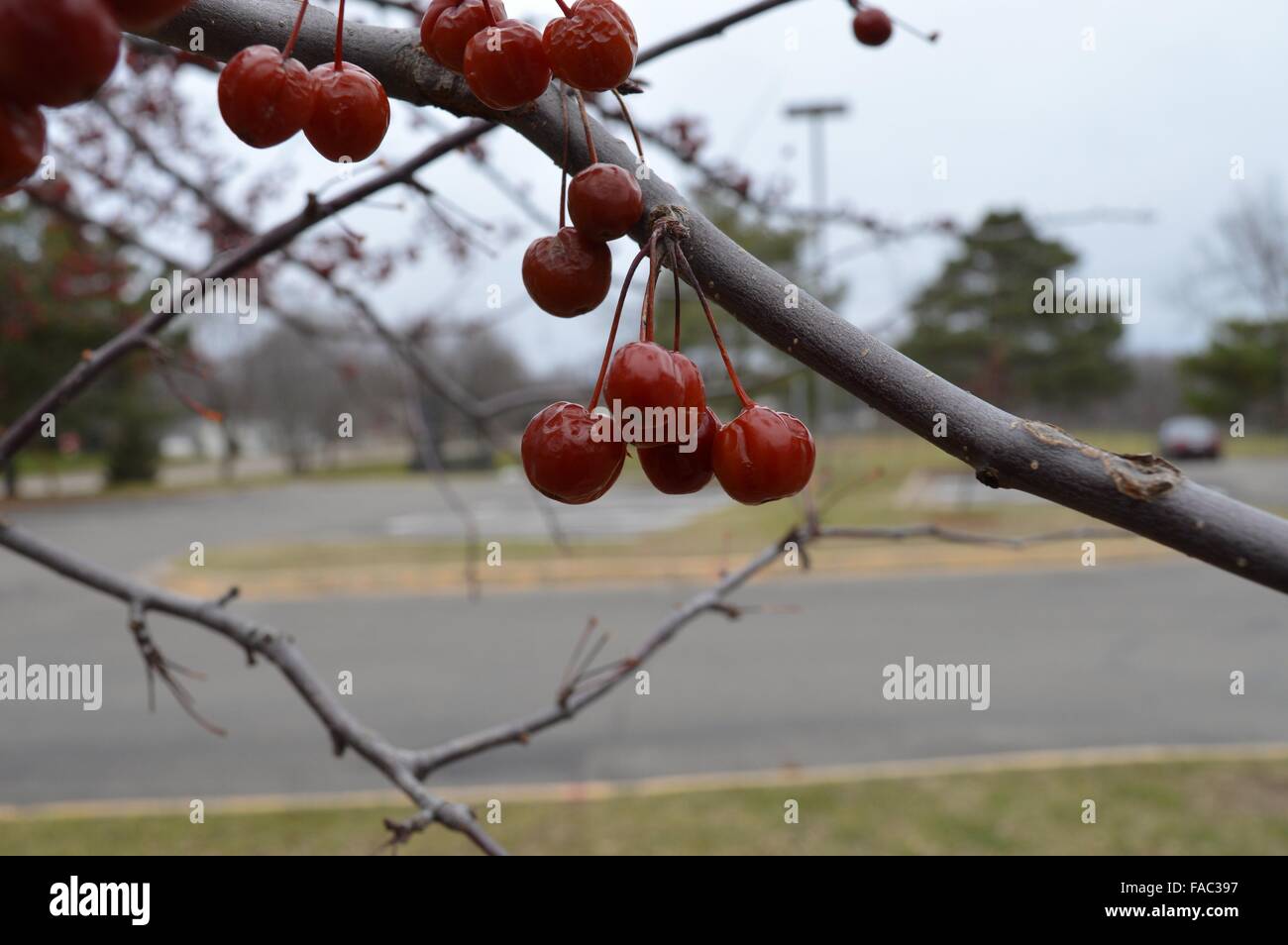 Berries on branch Stock Photo - Alamy