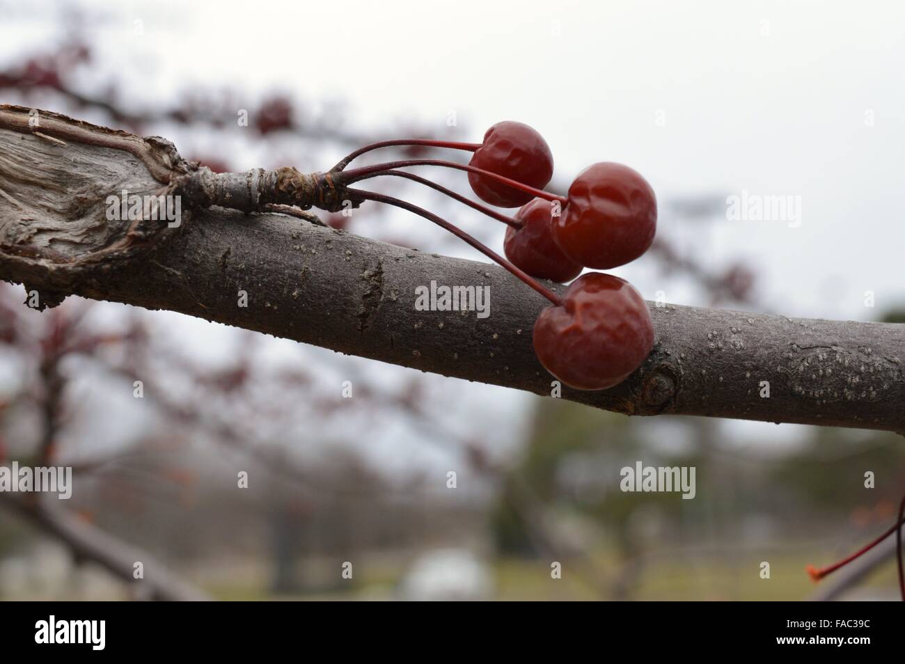 Berries on branch Stock Photo - Alamy
