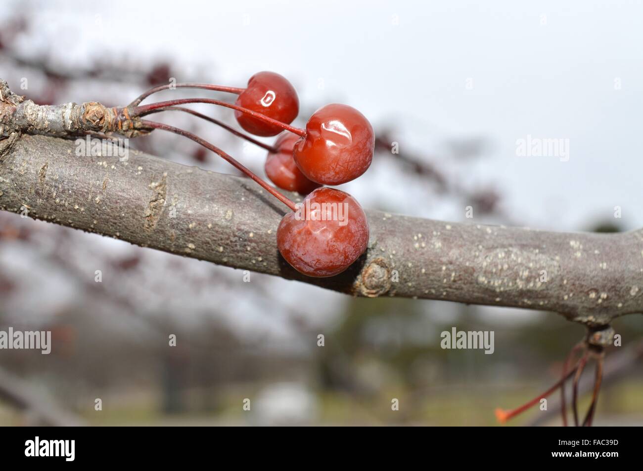 Berries on branch Stock Photo - Alamy