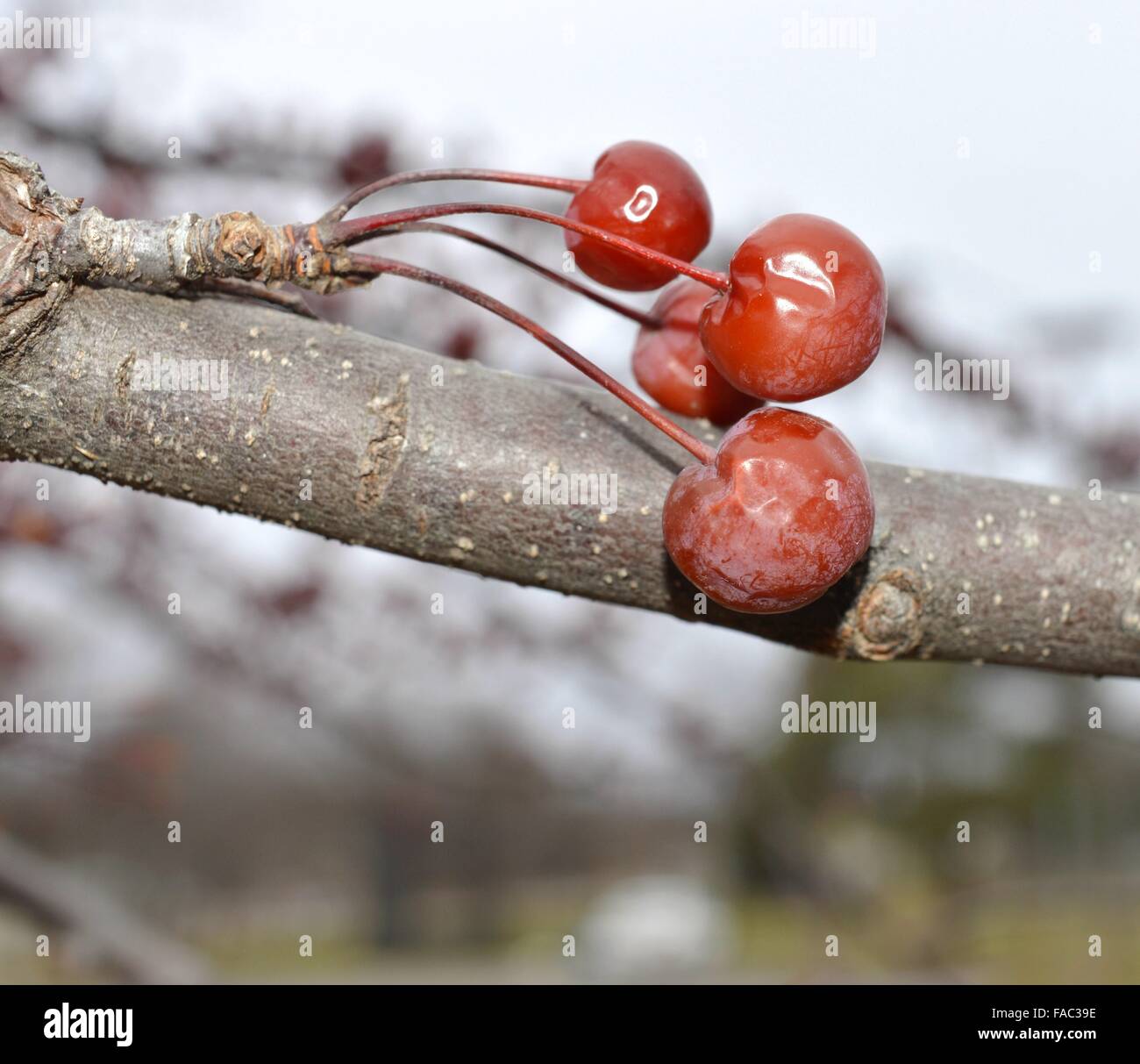 Berries on branch Stock Photo - Alamy