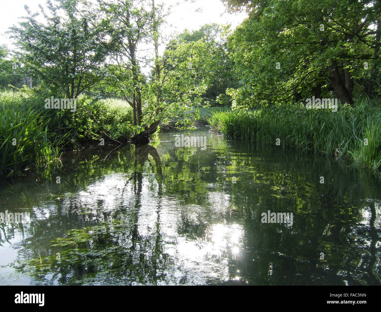 Fishing the mayfly season on an English chalkstream in the summer Stock ...