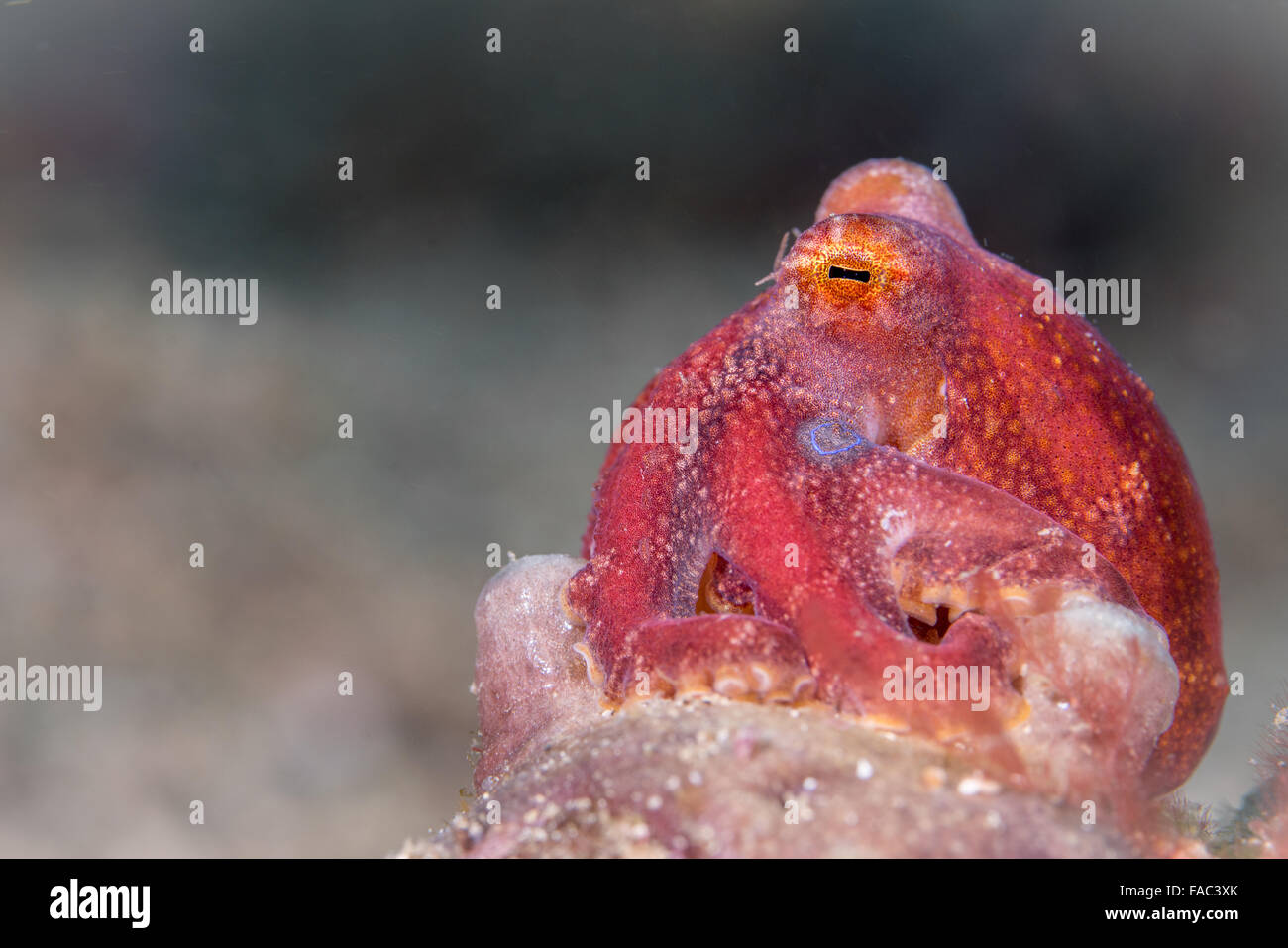 Mototi octopus hi-res stock photography and images - Alamy