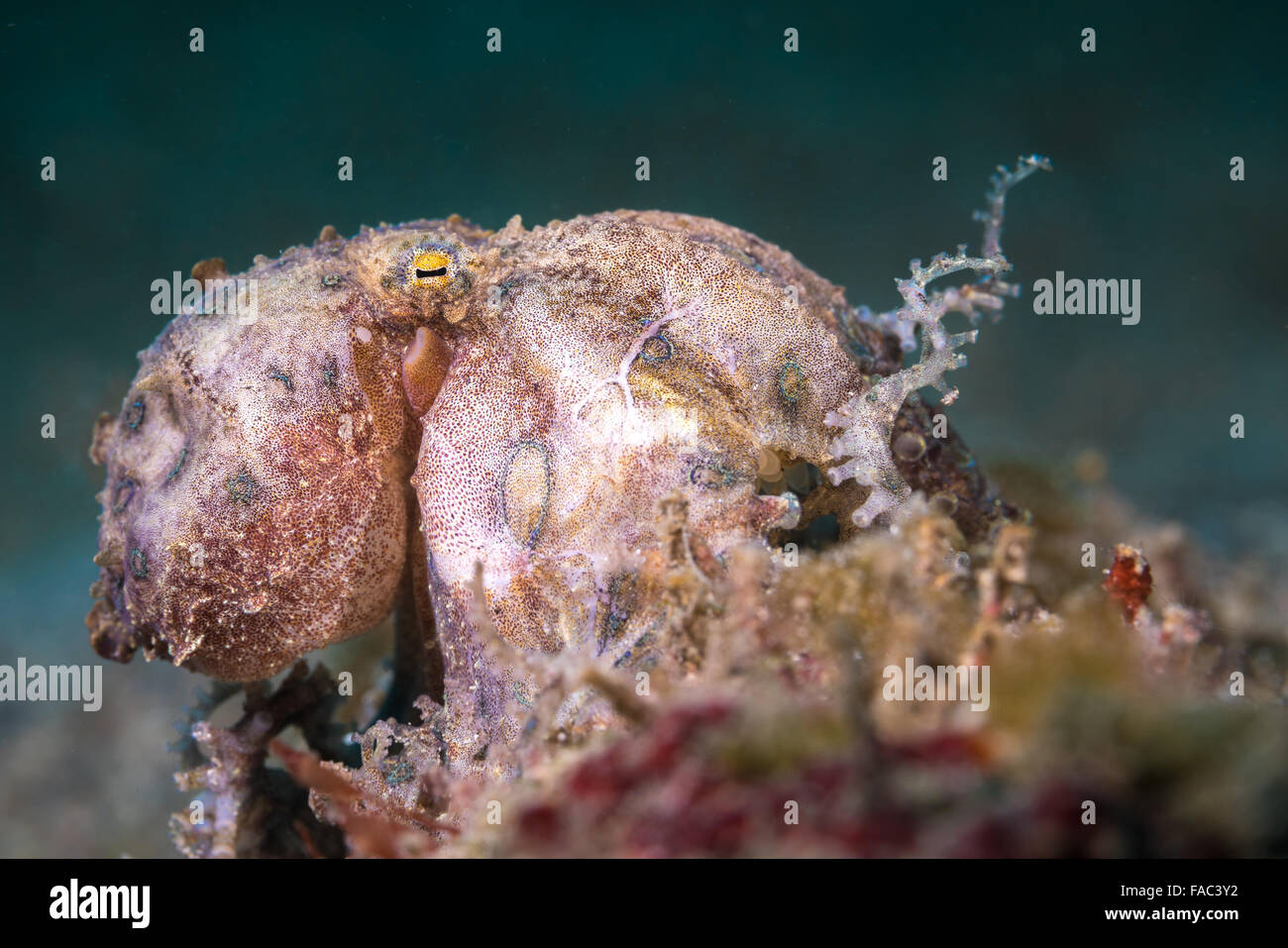 Blue-ringed Octopus (Hapalochlaena sp.) resting on a coral bommie Stock ...