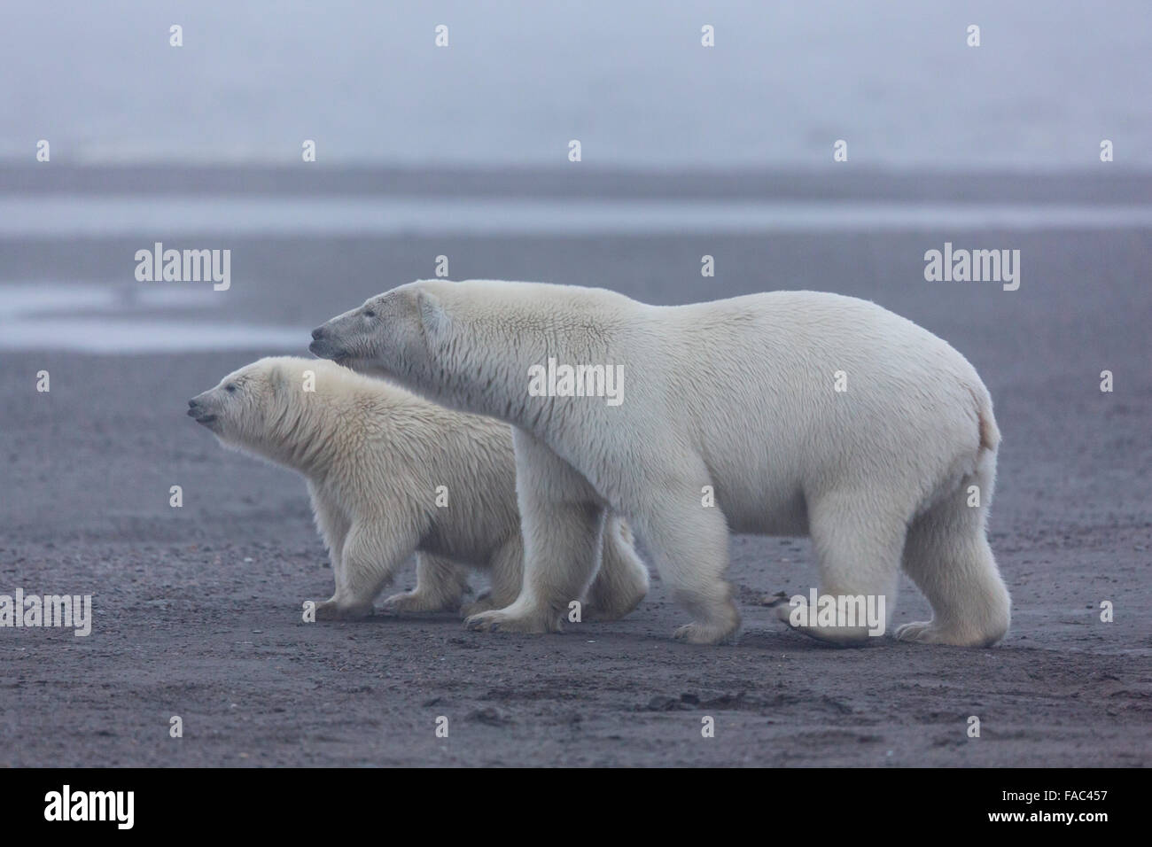 Polar bears (Ursus maritimus), Arctic National Wildlife Refuge, Alaska Stock Photo - Alamy